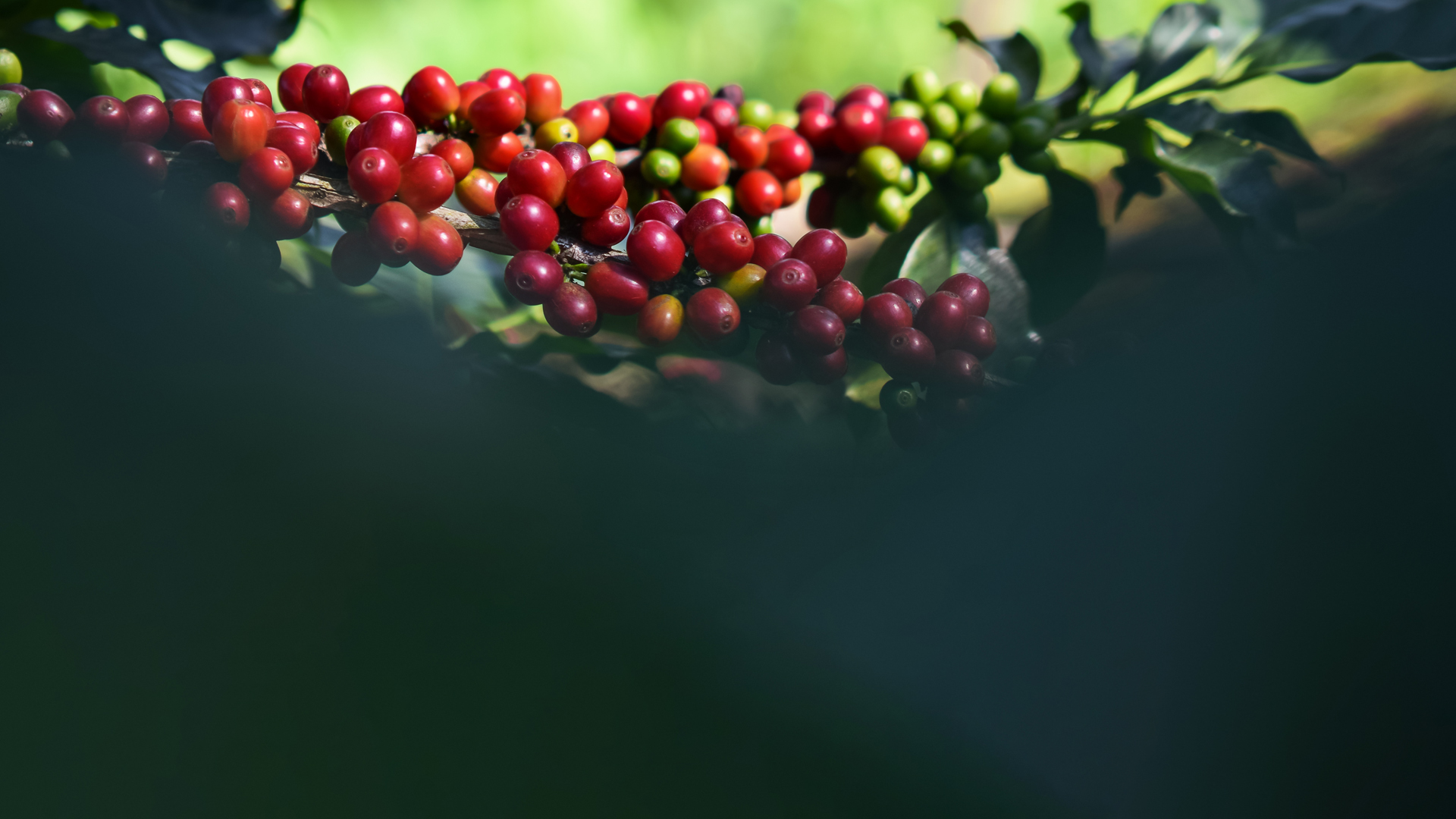 Inside Food and Drinks Yearbook 2019 - Inside Food Yearbook 2019